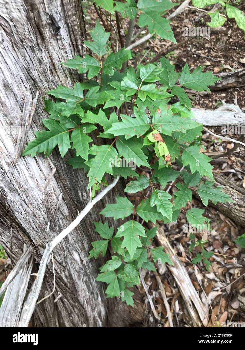 eastern poison ivy (Toxicodendron radicans Stock Photo - Alamy