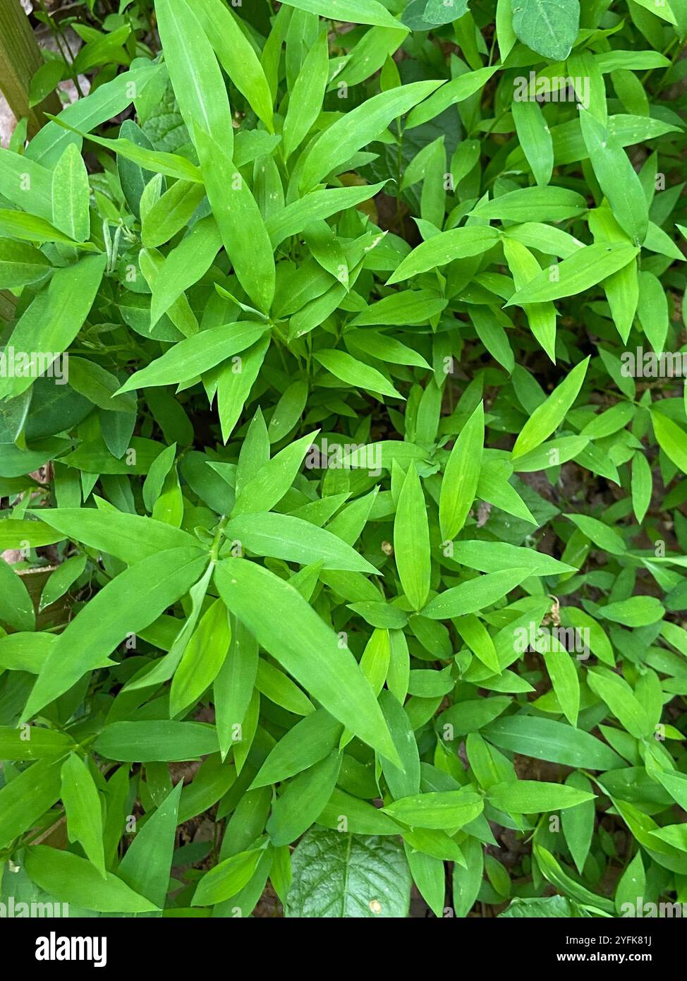 Japanese stiltgrass hi-res stock photography and images - Alamy