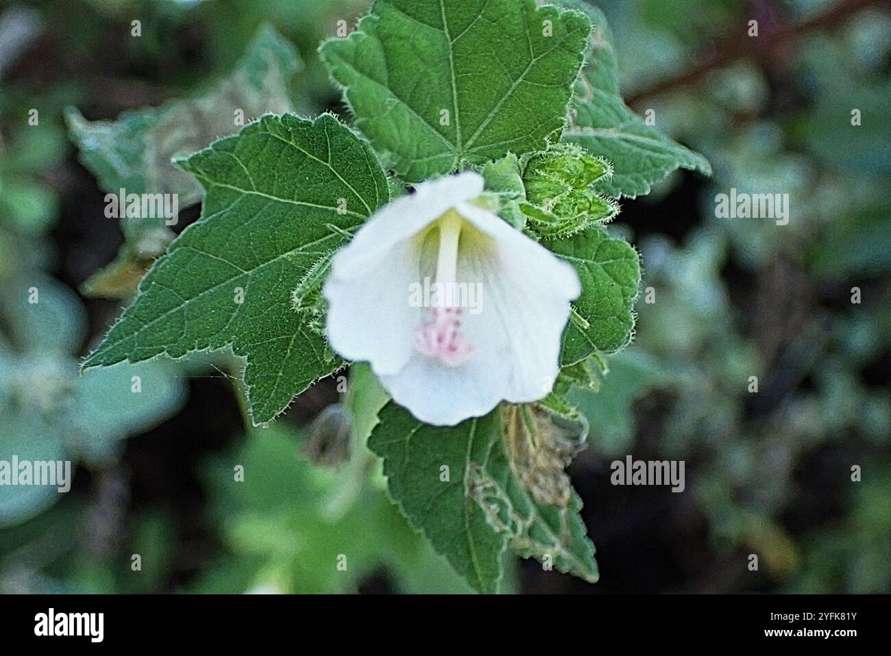 Pink Swampmallow (Pavonia columella Stock Photo - Alamy
