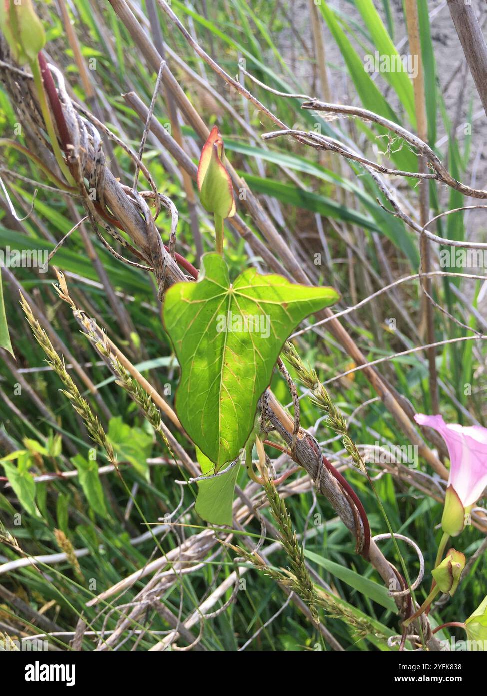 hedge bindweed (Calystegia sepium Stock Photo - Alamy