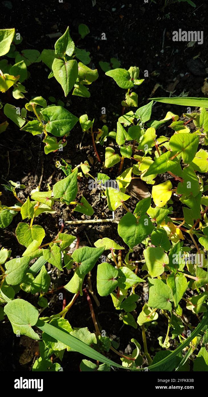 Common Buckwheat (Fagopyrum esculentum Stock Photo - Alamy