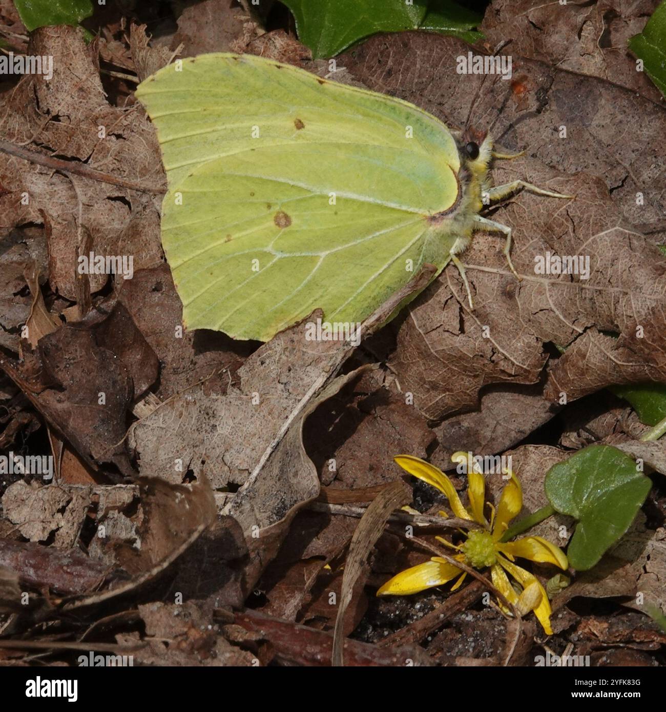 Common Brimstone (Gonepteryx rhamni Stock Photo - Alamy