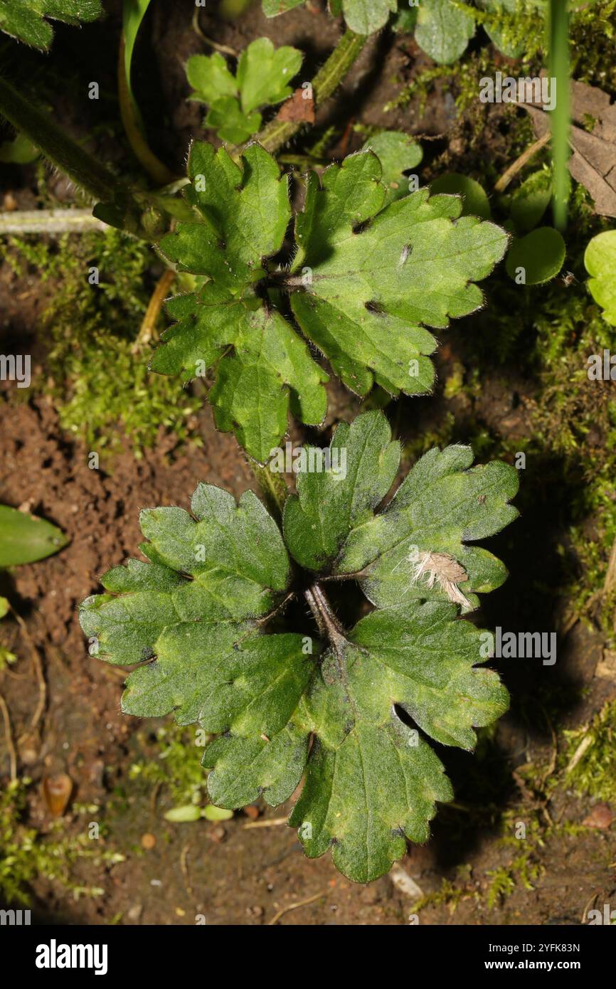 Creeping buttercup (Ranunculus repens Stock Photo - Alamy