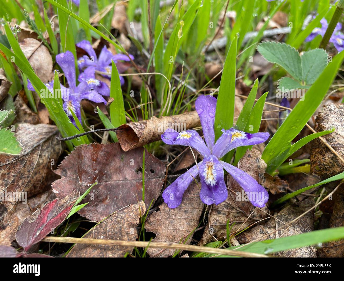 Dwarf Lake Iris (Iris lacustris Stock Photo - Alamy