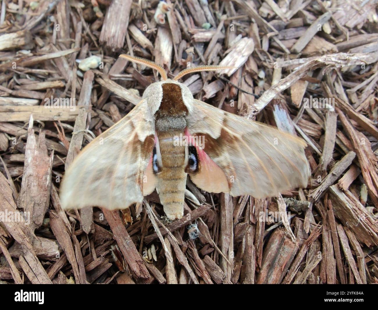 Western Eyed Sphinx (Smerinthus ophthalmica Stock Photo - Alamy