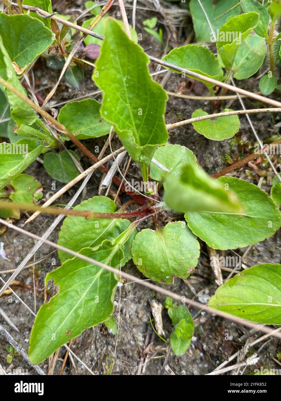 Primulifolia hi-res stock photography and images - Alamy