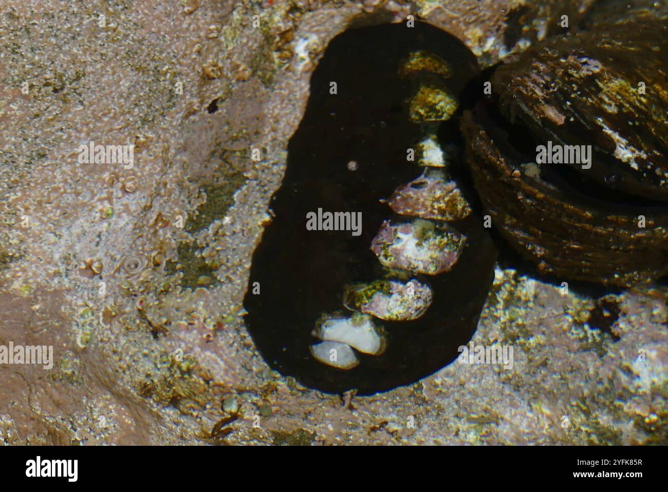 Black Leather Chiton (Katharina tunicata Stock Photo - Alamy