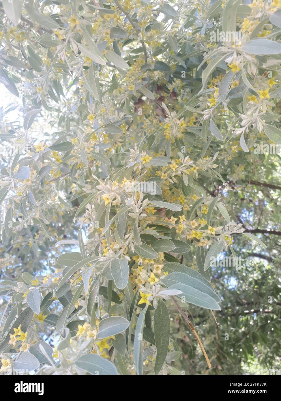 Russian olive (Elaeagnus angustifolia Stock Photo - Alamy