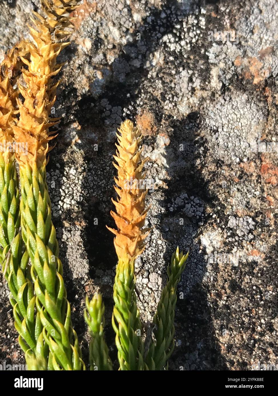 Hickey's tree-clubmoss (Dendrolycopodium hickeyi Stock Photo - Alamy