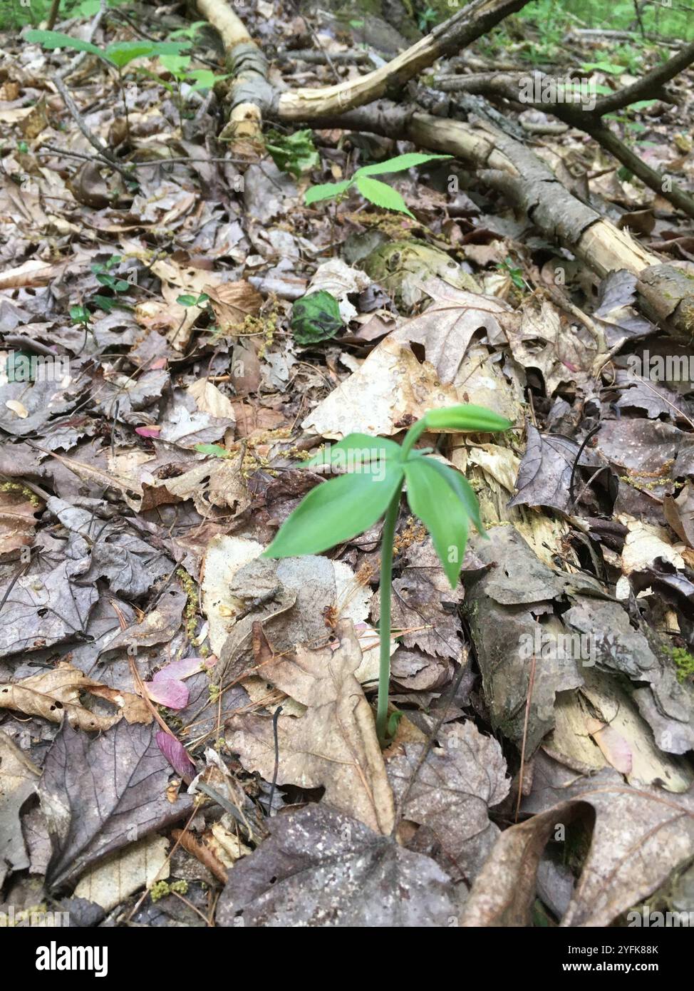 Small Whorled Pogonia (Isotria medeoloides Stock Photo - Alamy