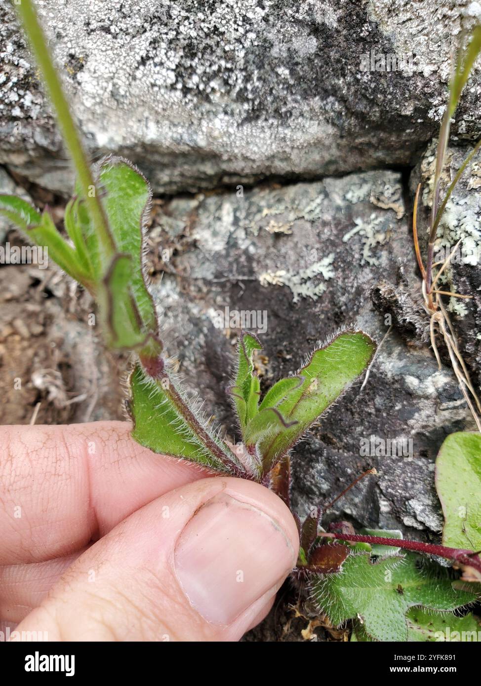 Small-flowered Catchfly (Silene gallica Stock Photo - Alamy