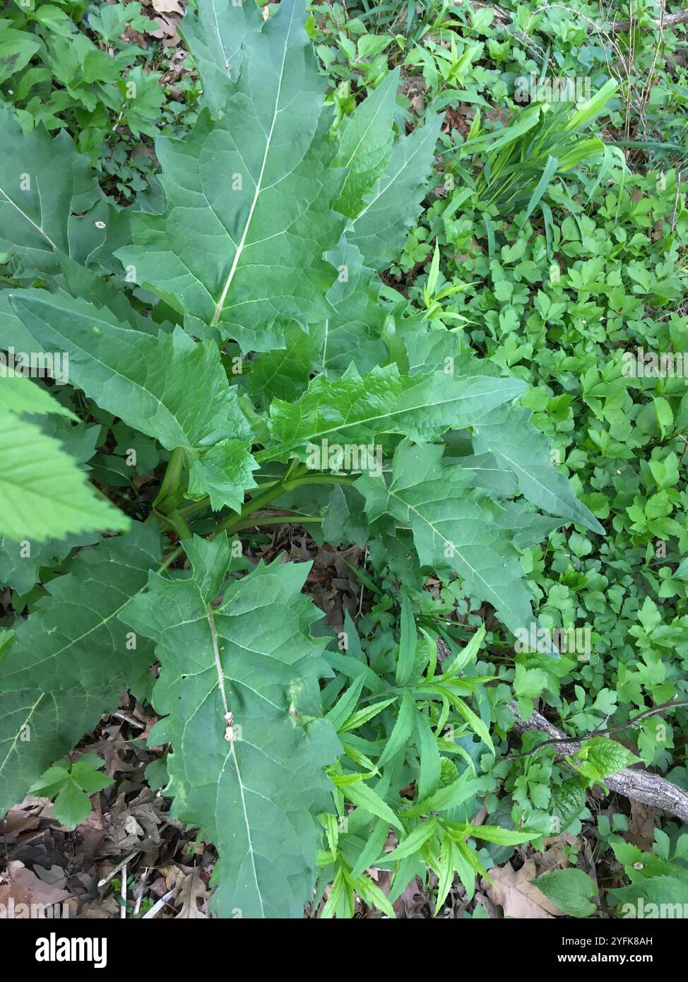 cup plant (Silphium perfoliatum Stock Photo - Alamy