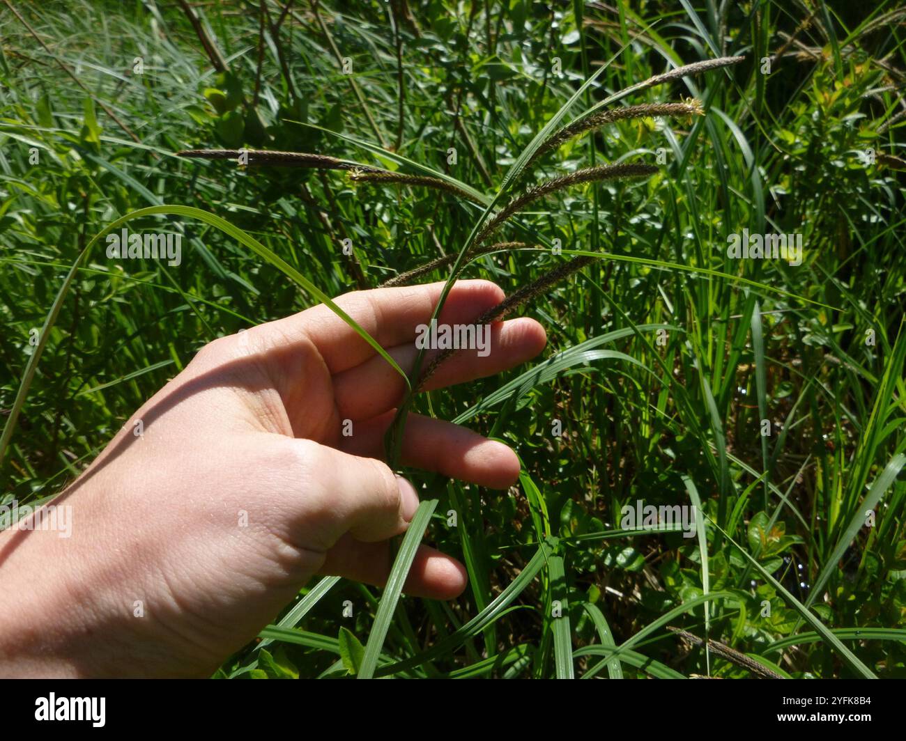slender tufted-sedge (Carex acuta Stock Photo - Alamy