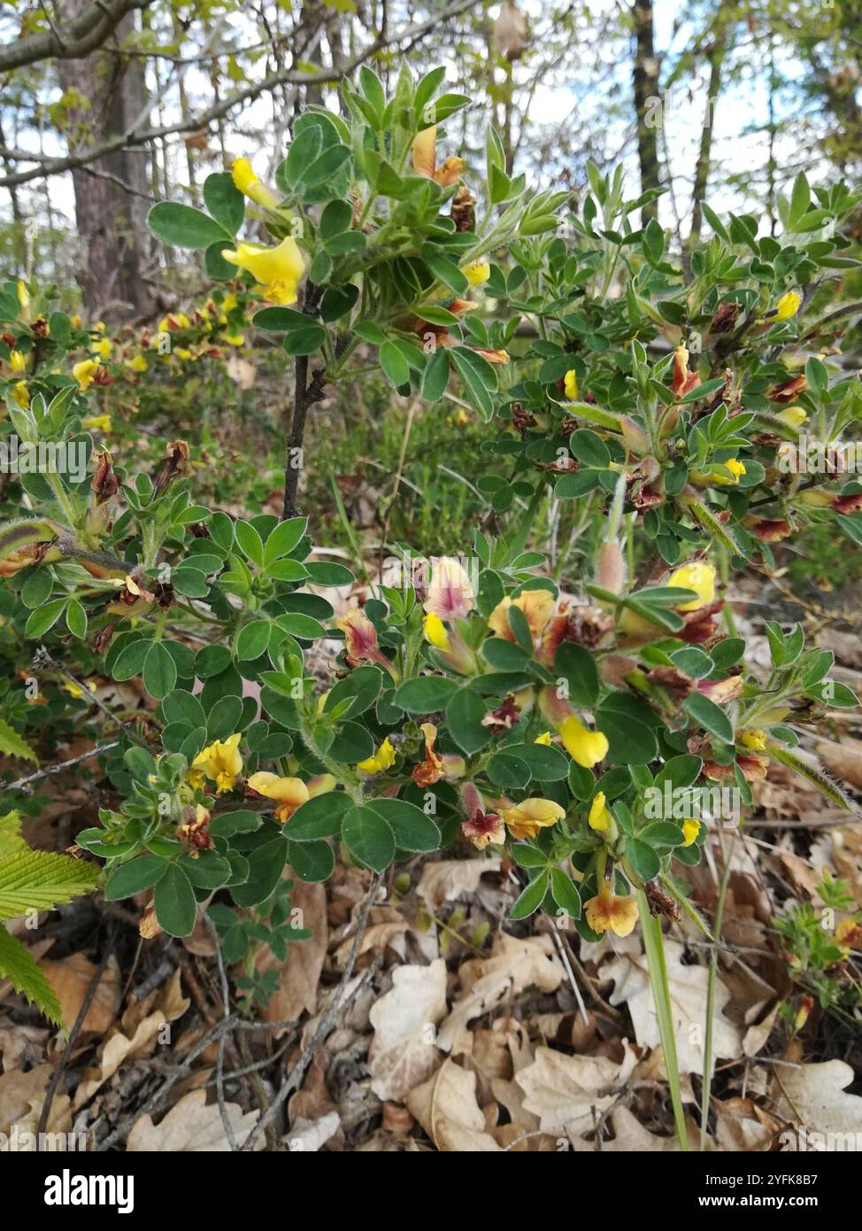 brooms, lupines, and allies (Genisteae Stock Photo - Alamy