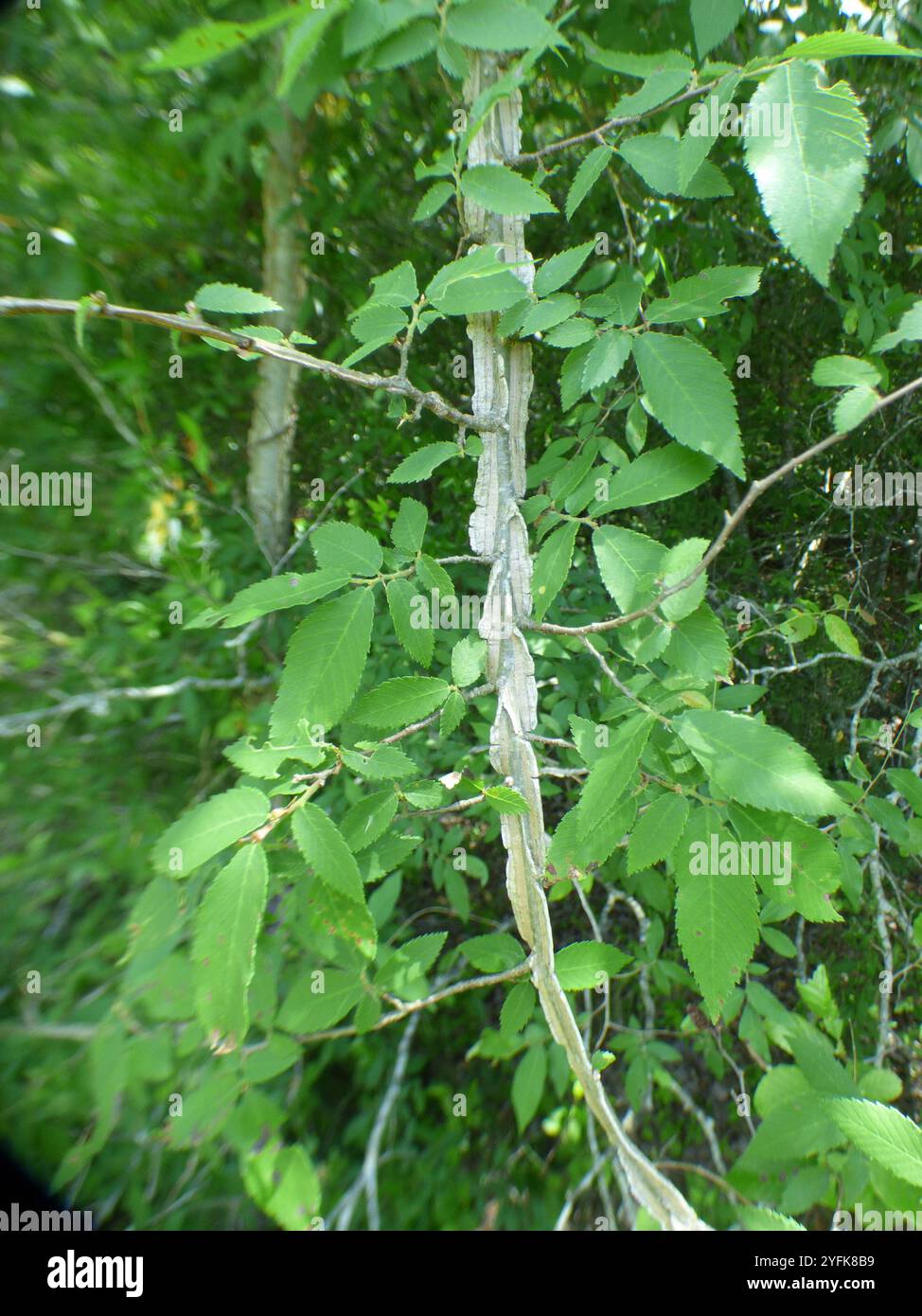 Winged Elm (Ulmus alata Stock Photo - Alamy
