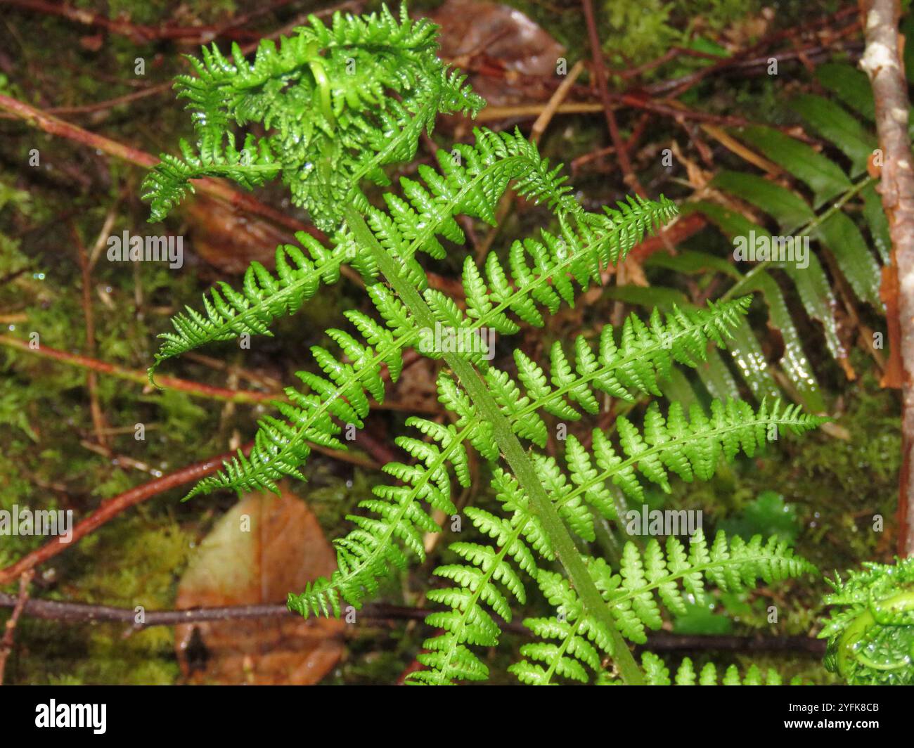 lady fern (Athyrium filix-femina Stock Photo - Alamy