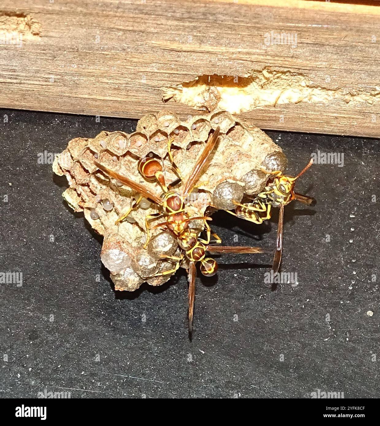 Mexican Paper Wasp (Mischocyttarus mexicanus Stock Photo - Alamy