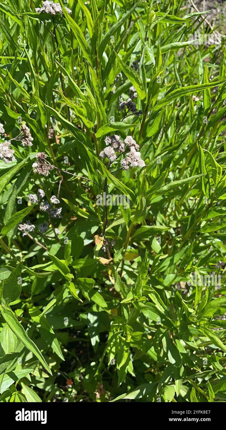 marsh baccharis (Baccharis glutinosa Stock Photo - Alamy