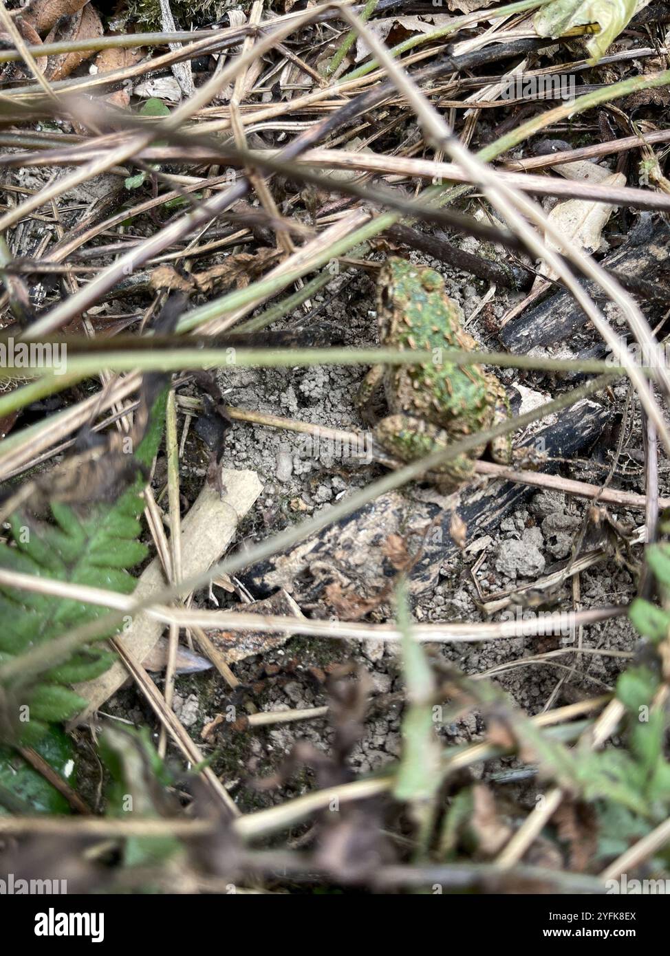 Paddy Field Frog (Fejervarya limnocharis Stock Photo - Alamy
