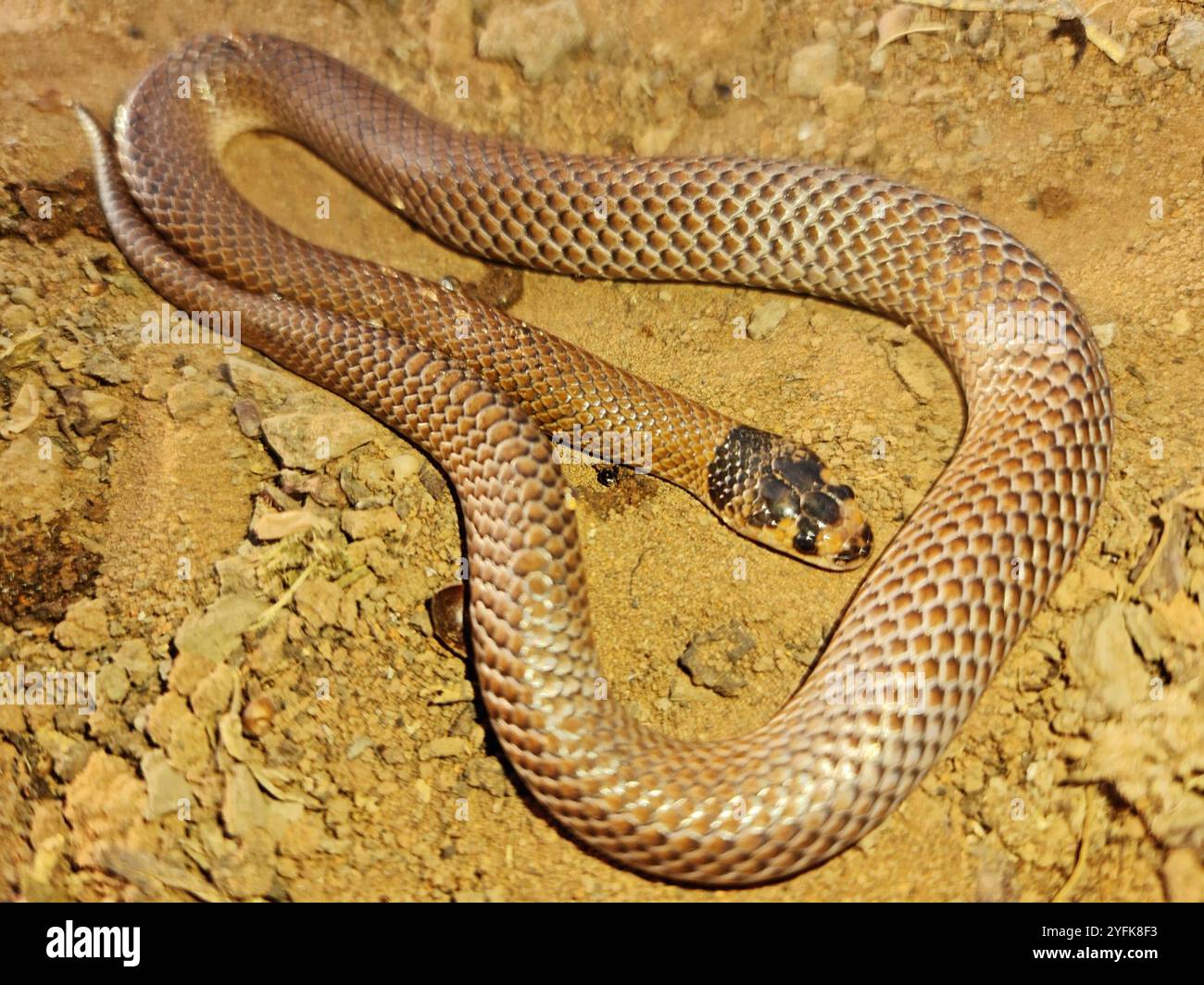 Spectacled Hooded Snake (Suta spectabilis Stock Photo - Alamy