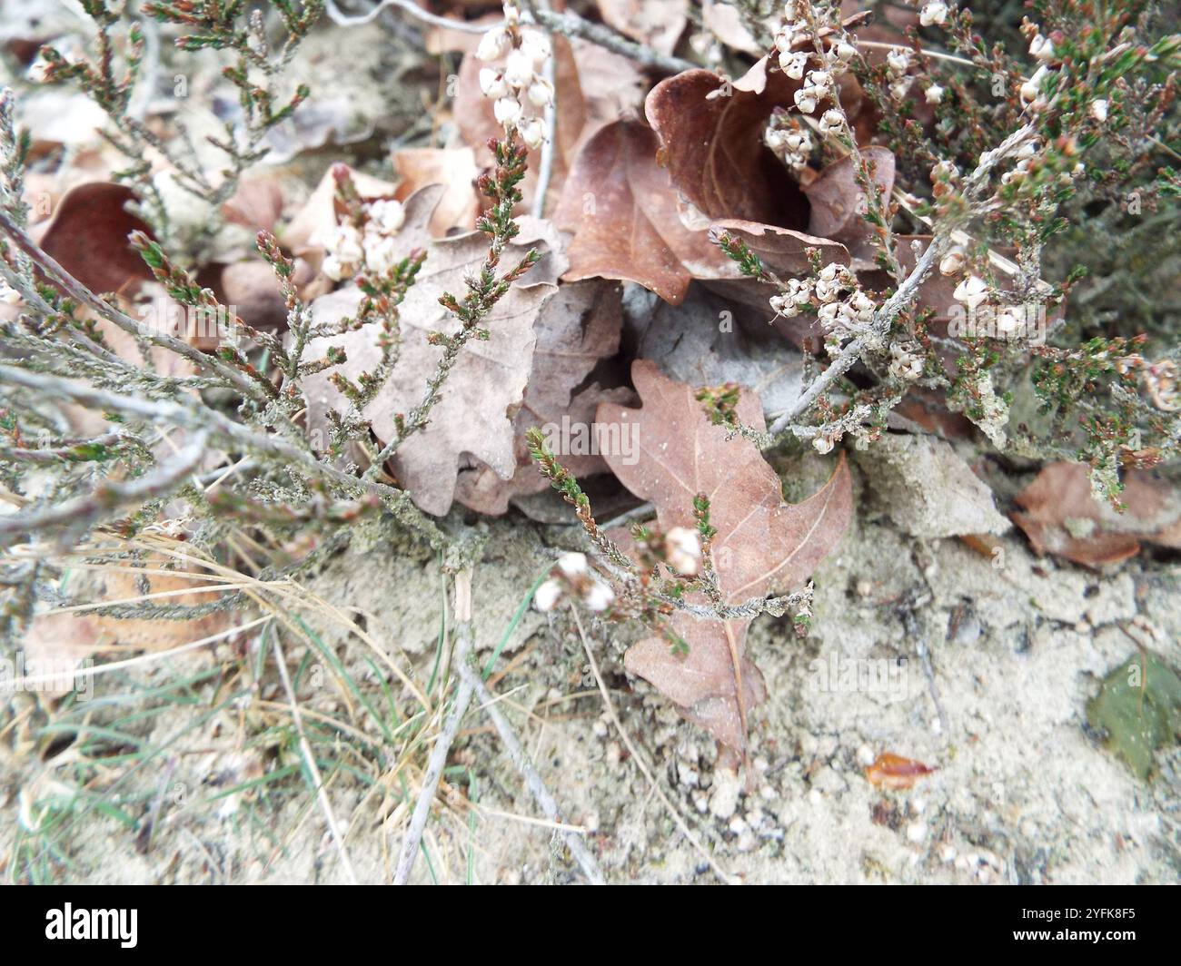 heath family (Ericaceae Stock Photo - Alamy
