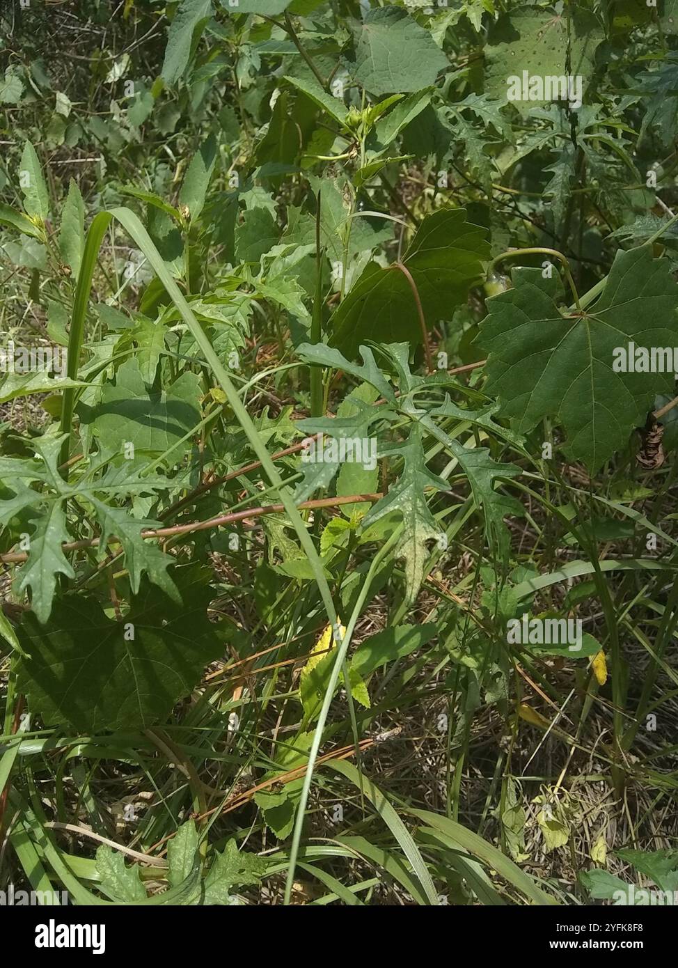 Alamo vine (Distimake dissectus Stock Photo - Alamy