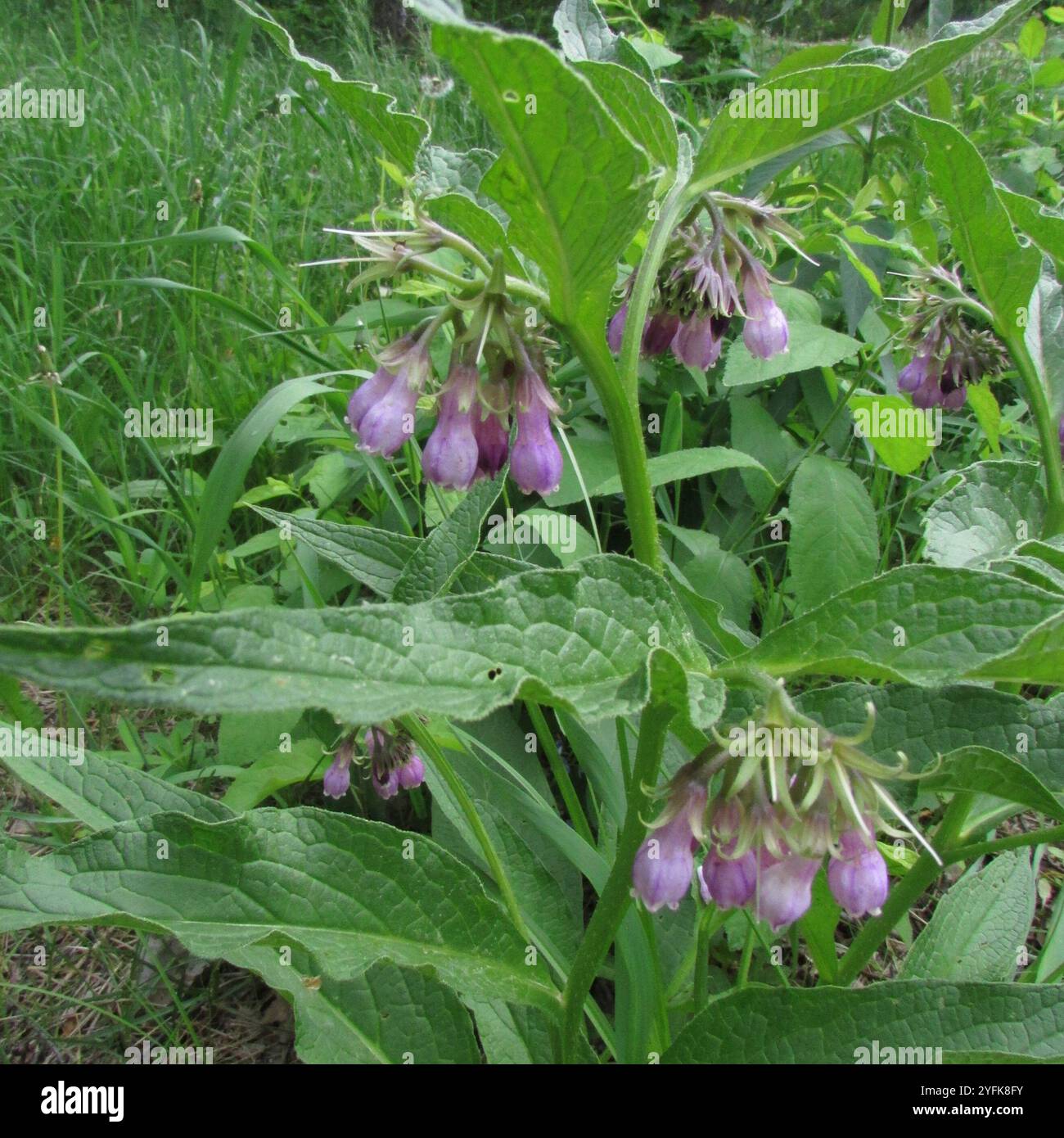 common comfrey (Symphytum officinale Stock Photo - Alamy