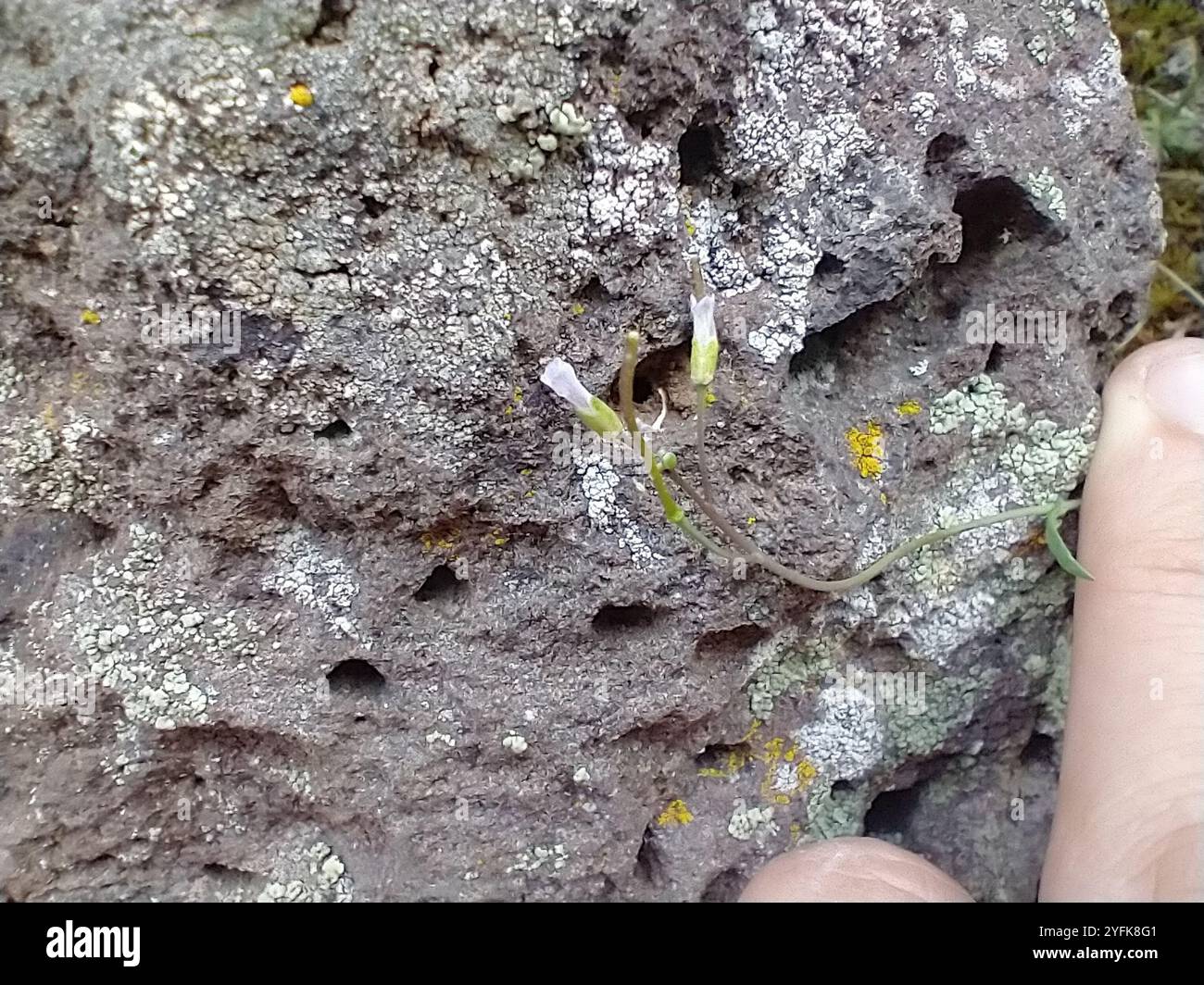 Sicklepod Rockcress (Boechera sparsiflora Stock Photo - Alamy