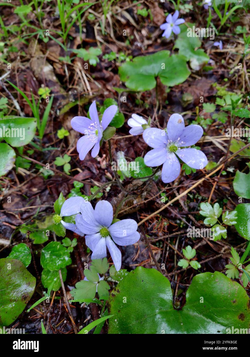Liverleaf (Hepatica nobilis Stock Photo - Alamy