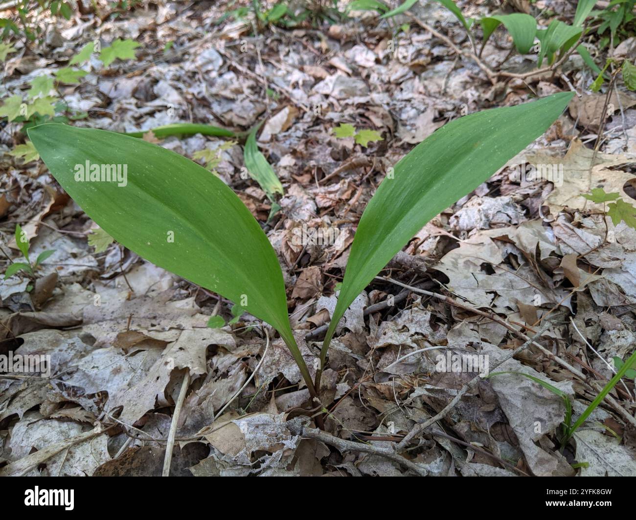 wild leeks (Allium tricoccum Stock Photo - Alamy