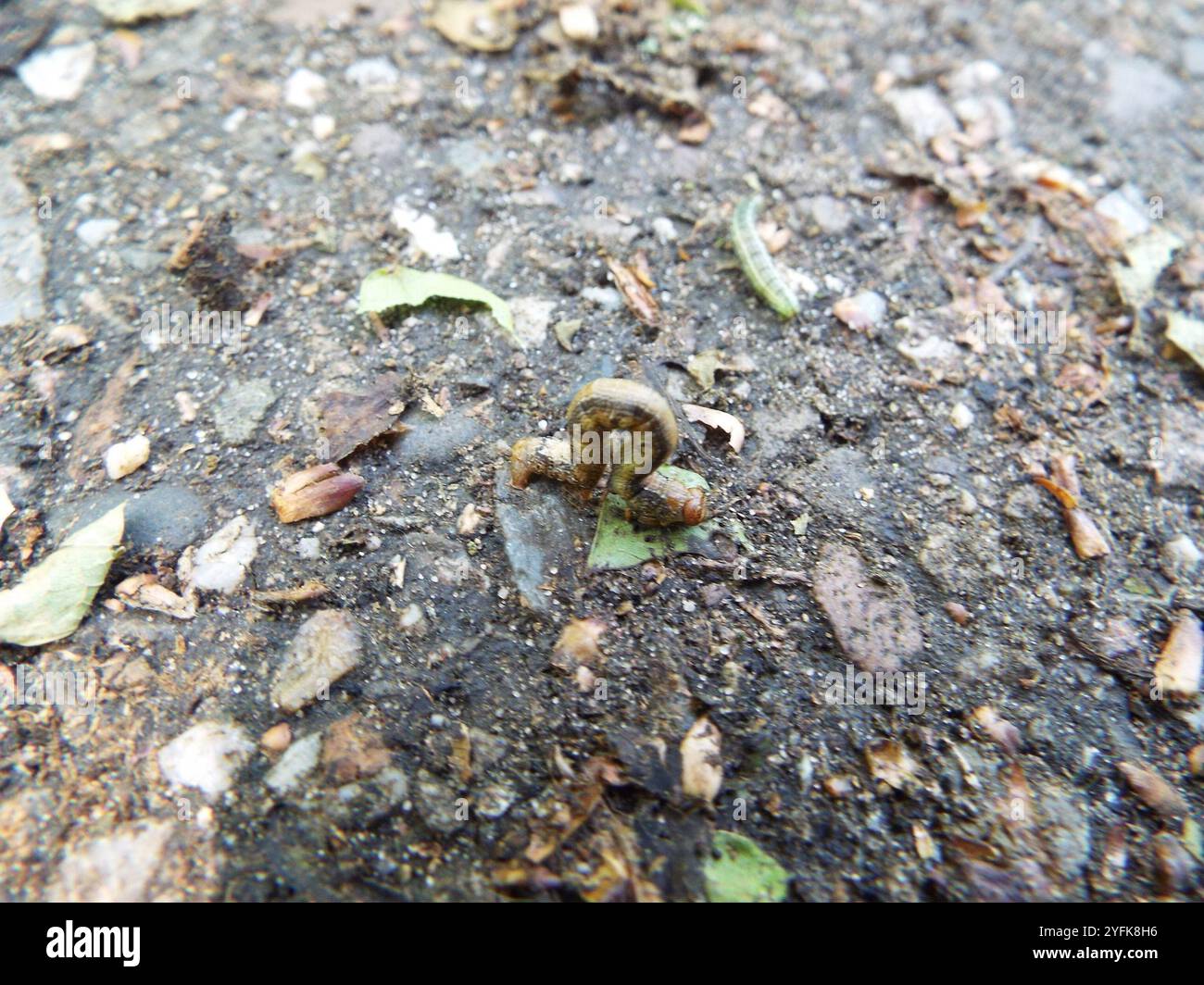 Geometer Moths (Geometridae Stock Photo - Alamy