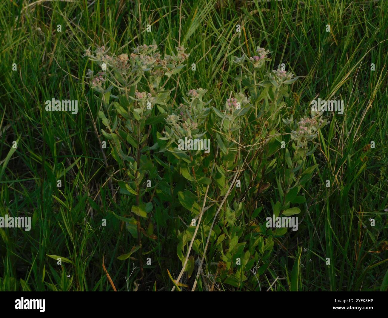 Rosy Camphorweed (Pluchea baccharis Stock Photo - Alamy