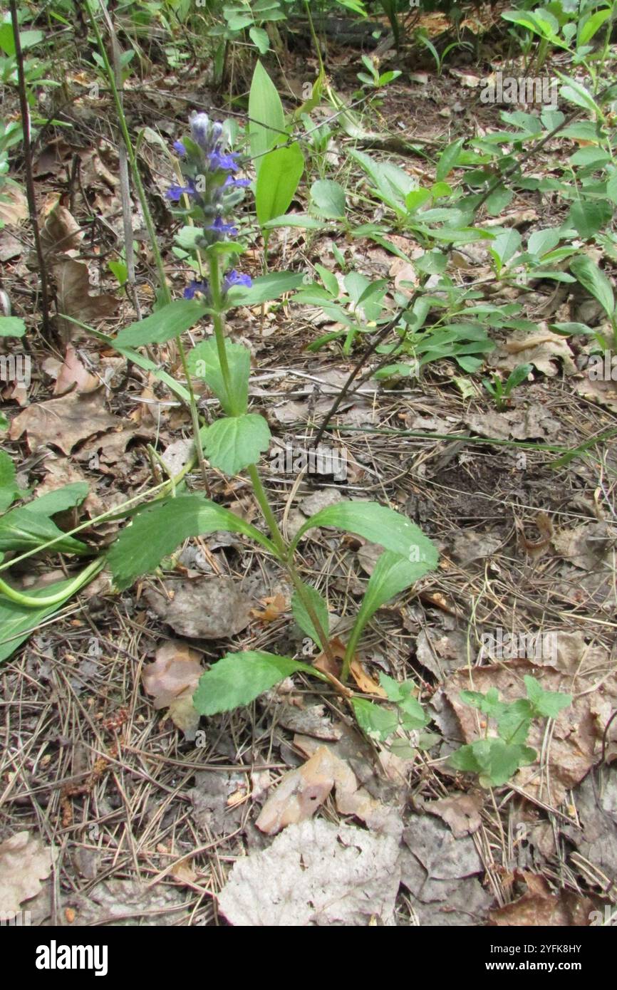Blue Bugle (Ajuga genevensis Stock Photo - Alamy