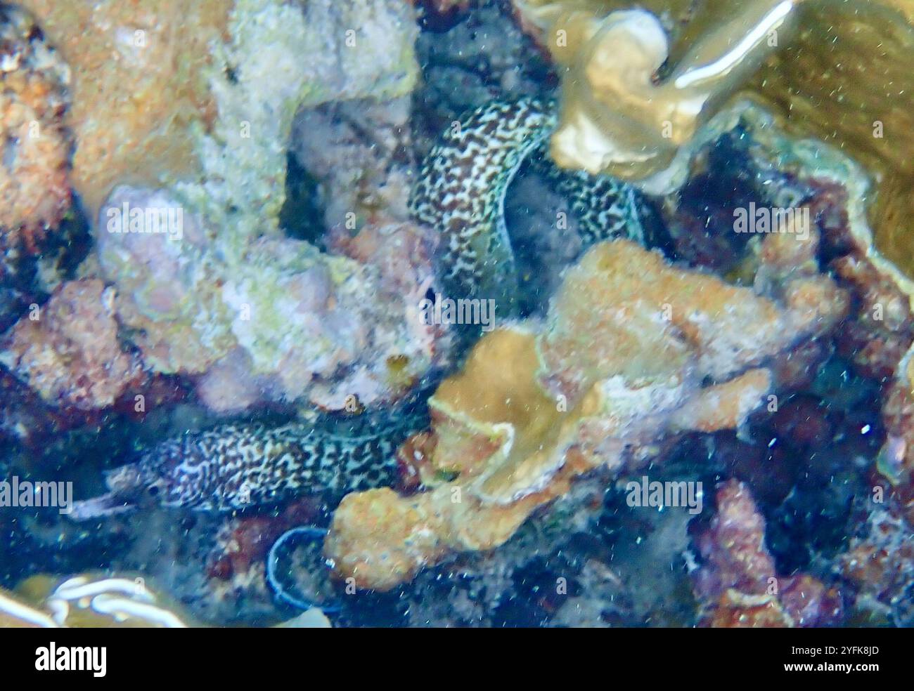 Spotted Moray (Gymnothorax moringa Stock Photo - Alamy