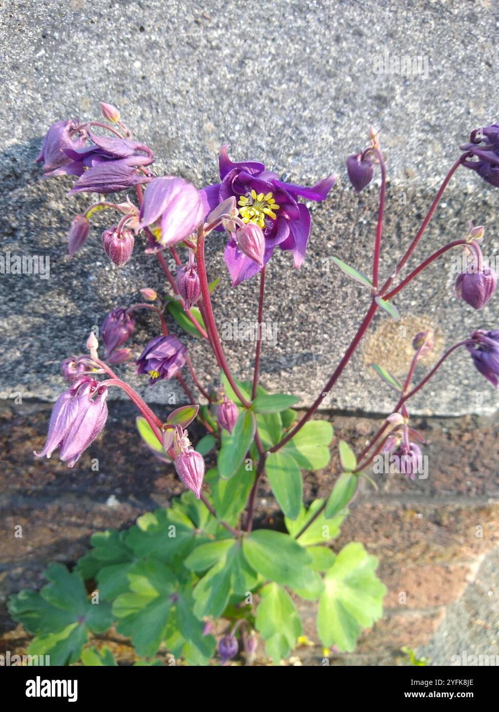 common columbine (Aquilegia vulgaris Stock Photo - Alamy