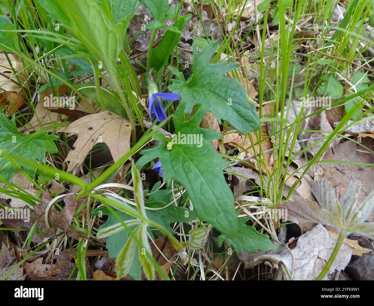 three-lobed violet (Viola palmata Stock Photo - Alamy