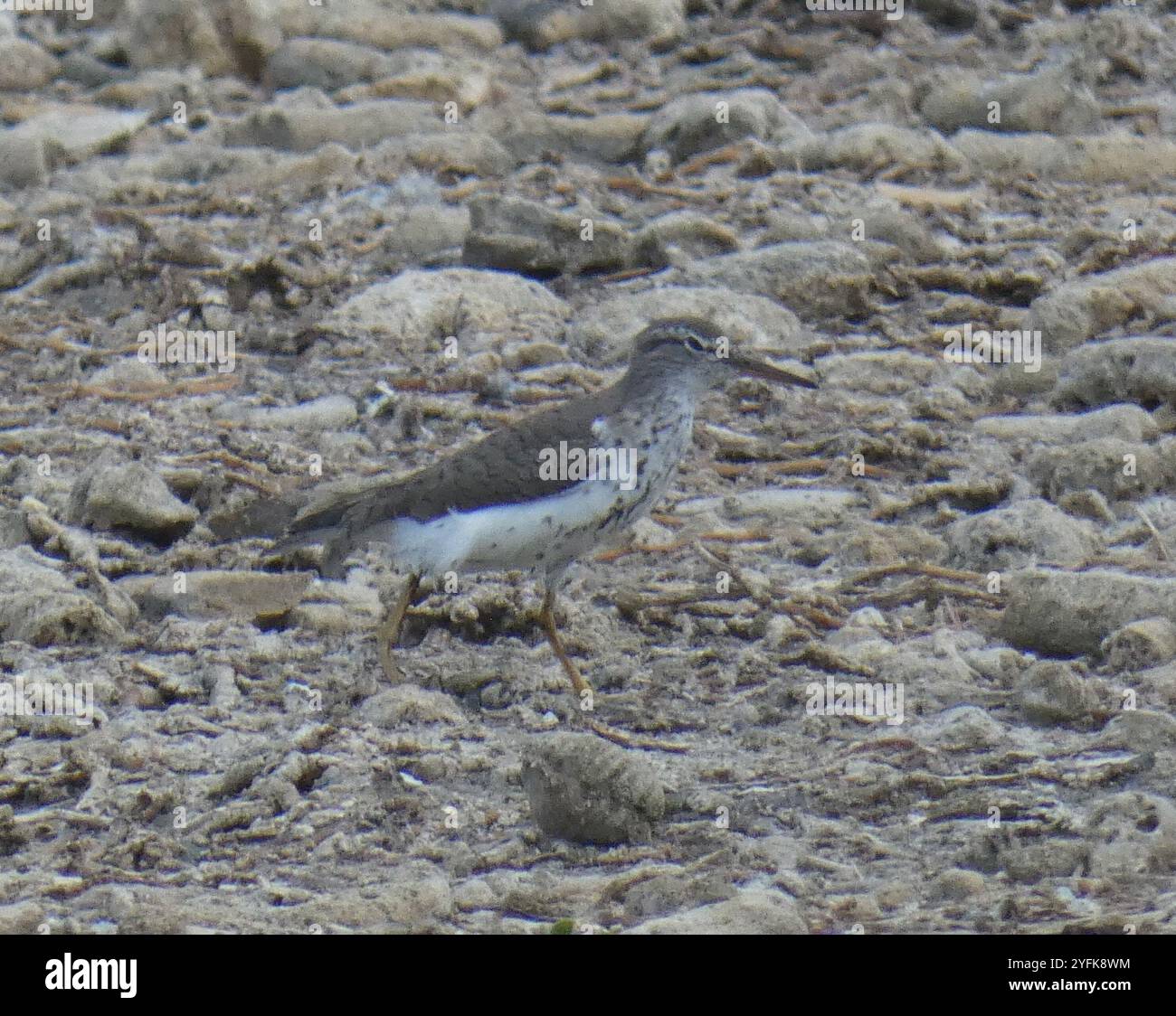 Spotted Sandpiper (Actitis macularius Stock Photo - Alamy