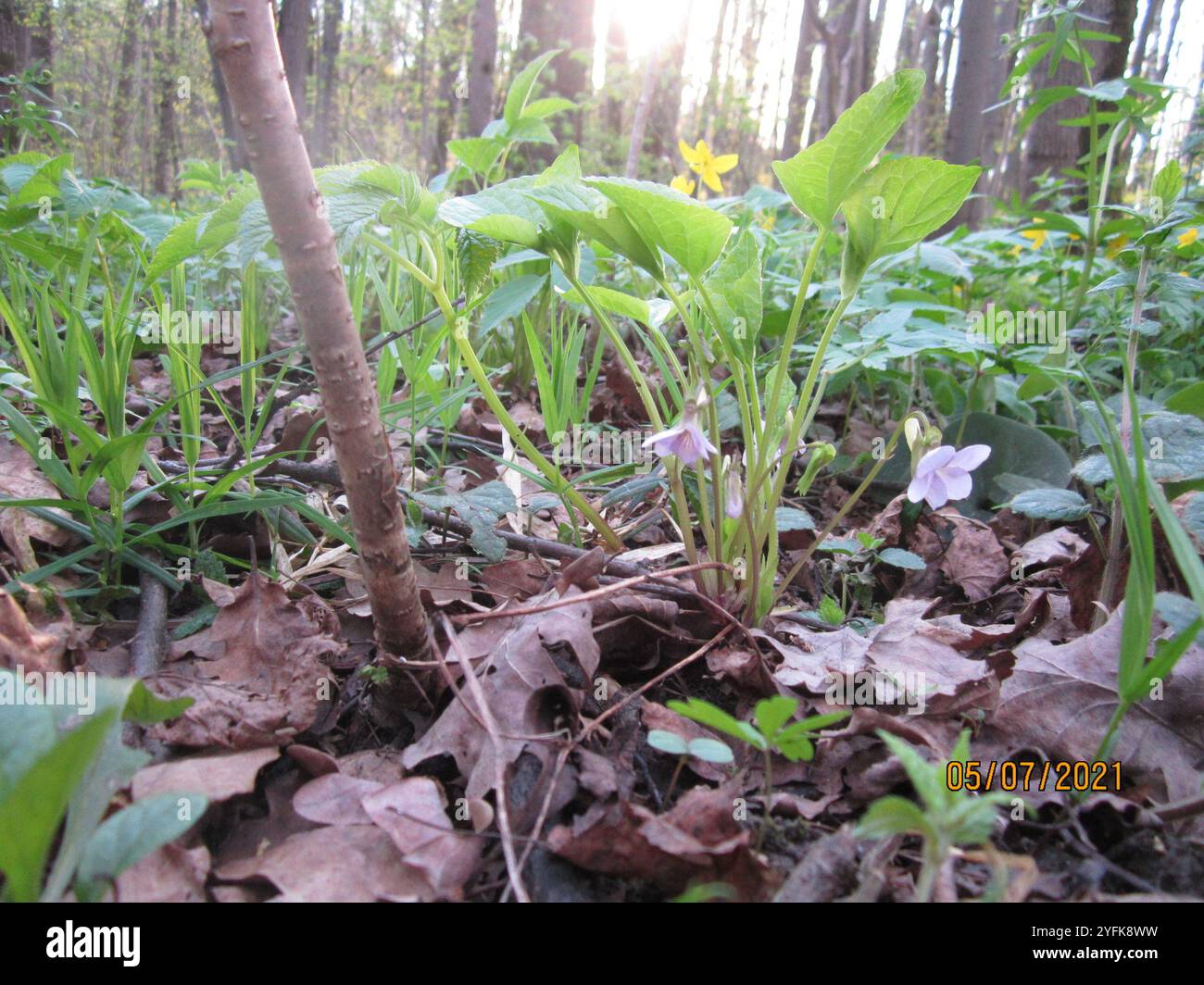Broad-leaved Violet (Viola mirabilis Stock Photo - Alamy