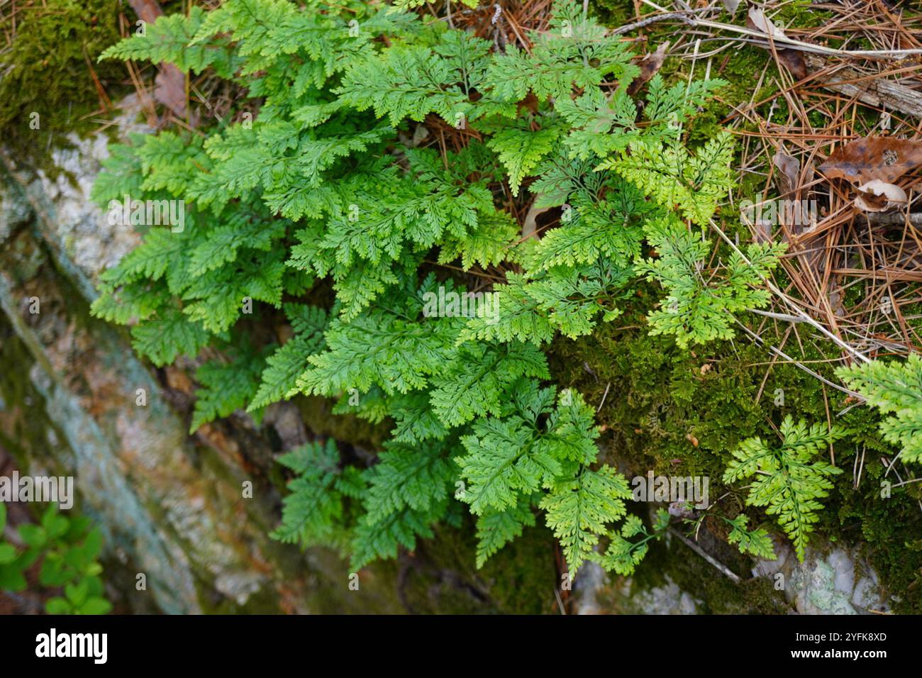 Squirrel's foot fern (Davallia mariesii Stock Photo - Alamy