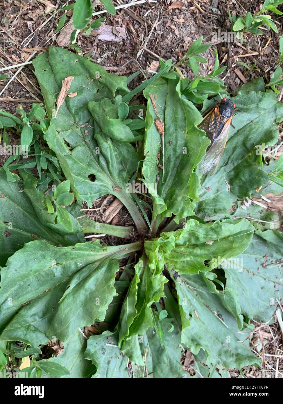 American plantain (Plantago rugelii Stock Photo - Alamy