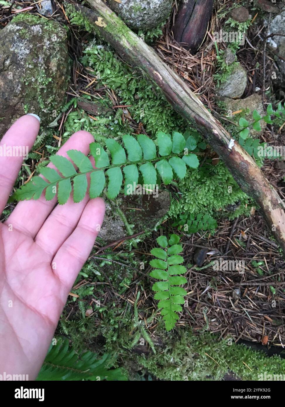 western sword fern (Polystichum munitum Stock Photo - Alamy