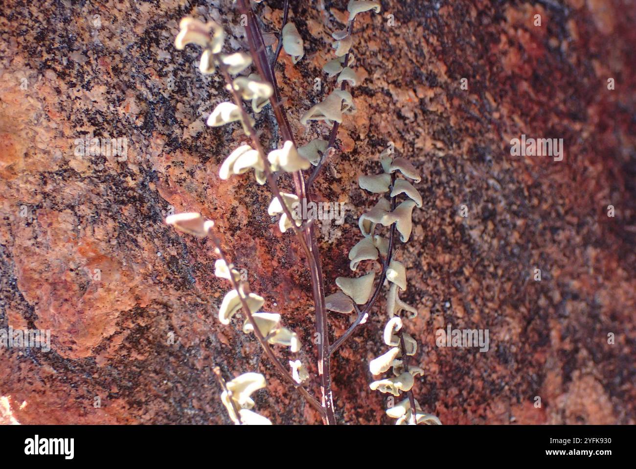 Hard Fern (Pellaea calomelanos Stock Photo - Alamy