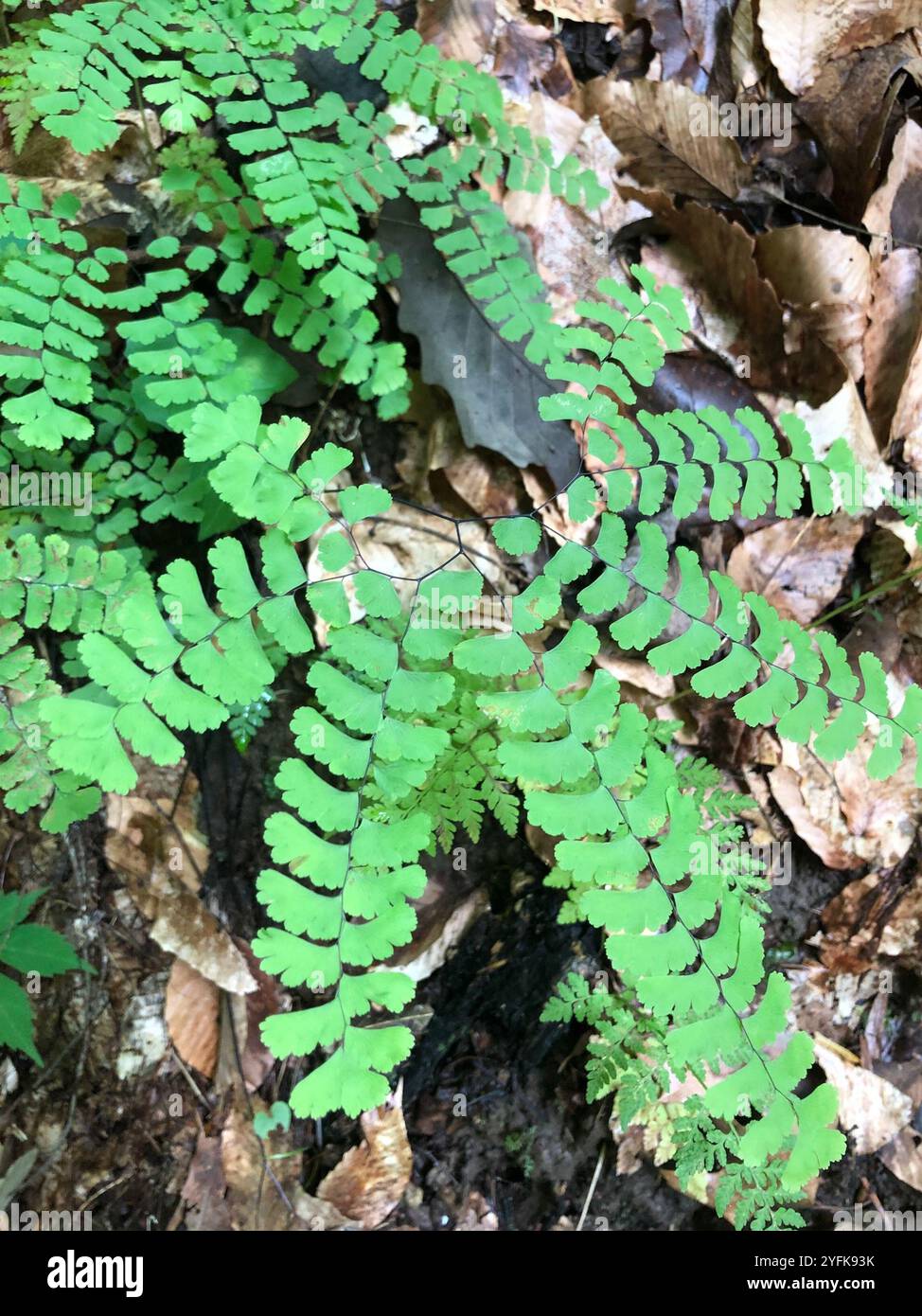 northern maidenhair fern (Adiantum pedatum Stock Photo - Alamy