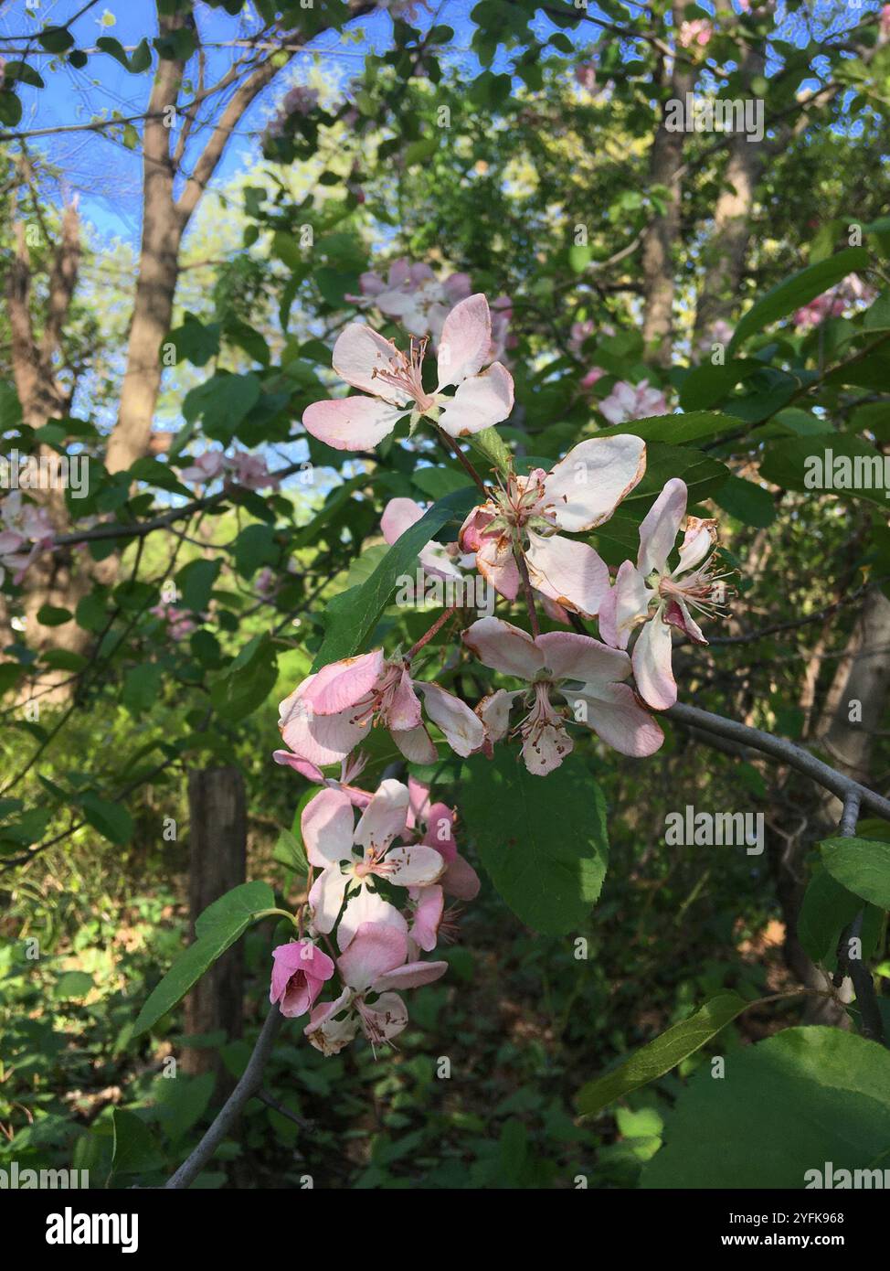sweet crabapple (Malus coronaria Stock Photo - Alamy