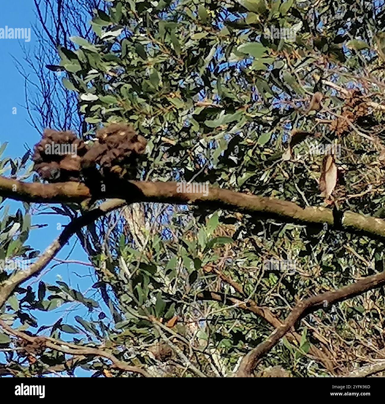 spider gum (Eucalyptus conferruminata Stock Photo - Alamy