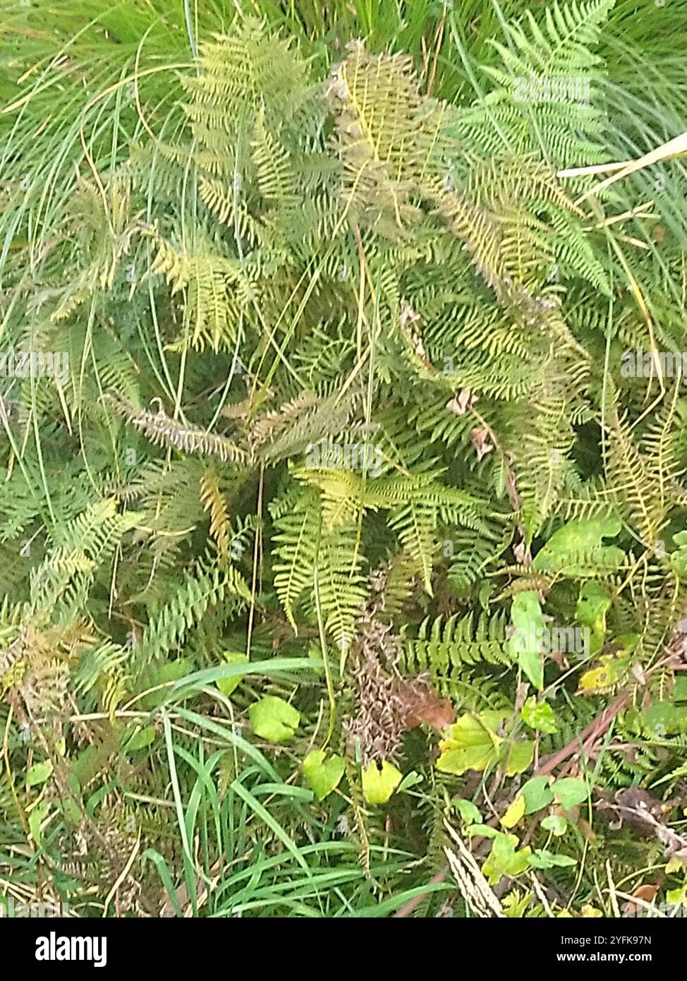 Bracken family hi-res stock photography and images - Alamy