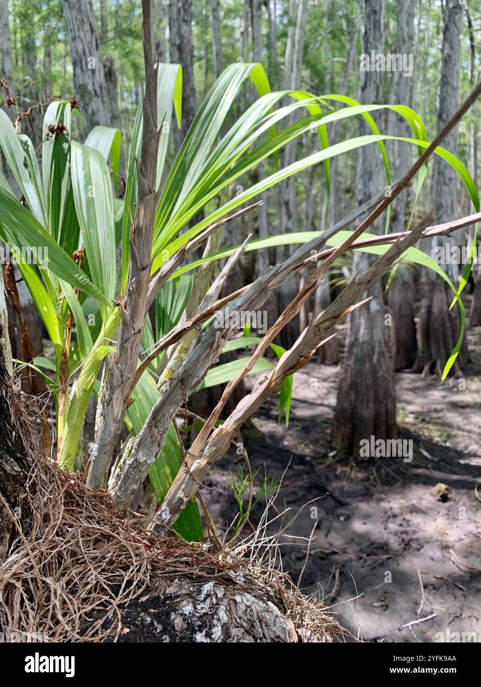 Cowhorn Orchid (Cyrtopodium punctatum Stock Photo - Alamy