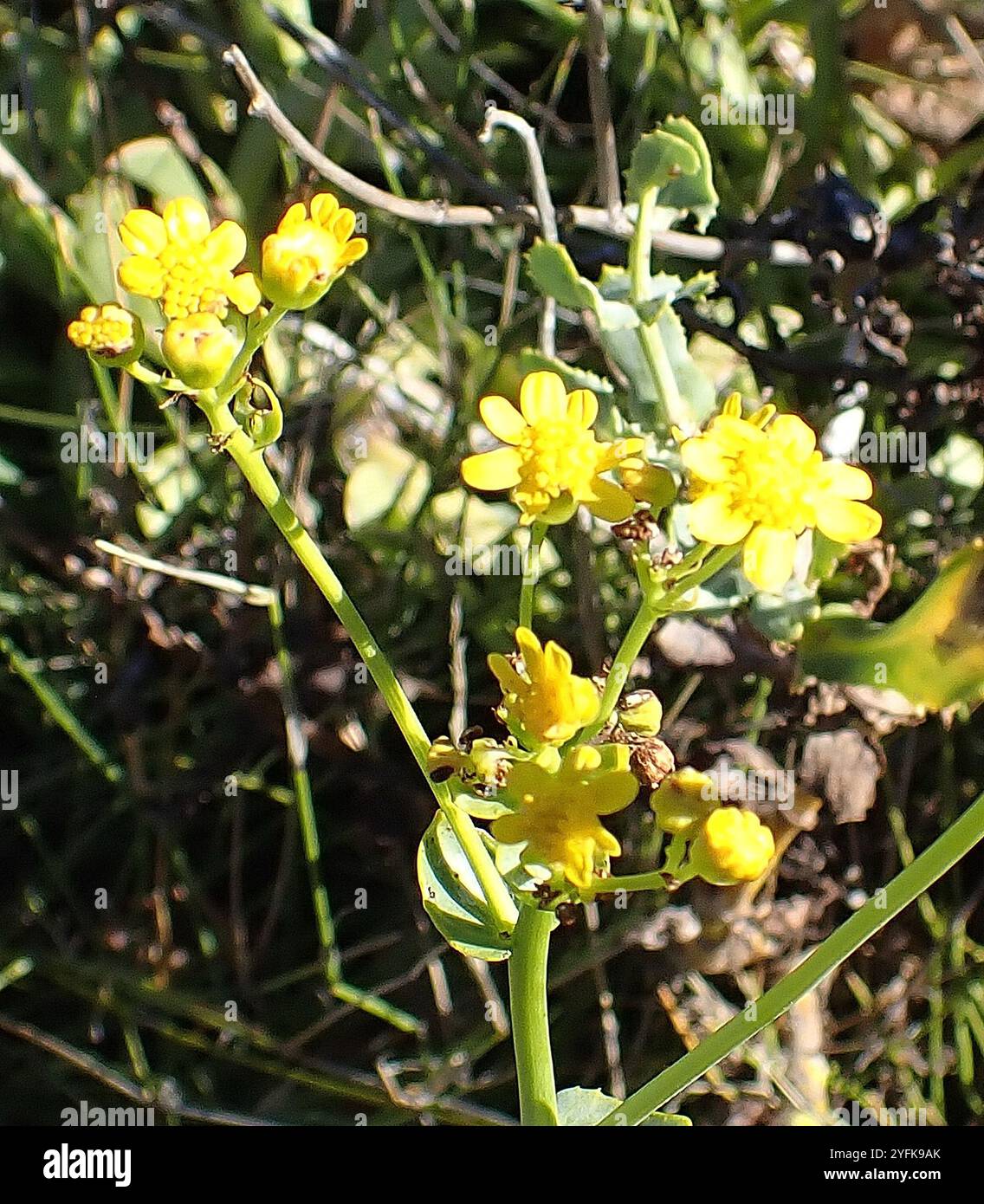 Poorflower Babooncabbage (Othonna parviflora Stock Photo - Alamy