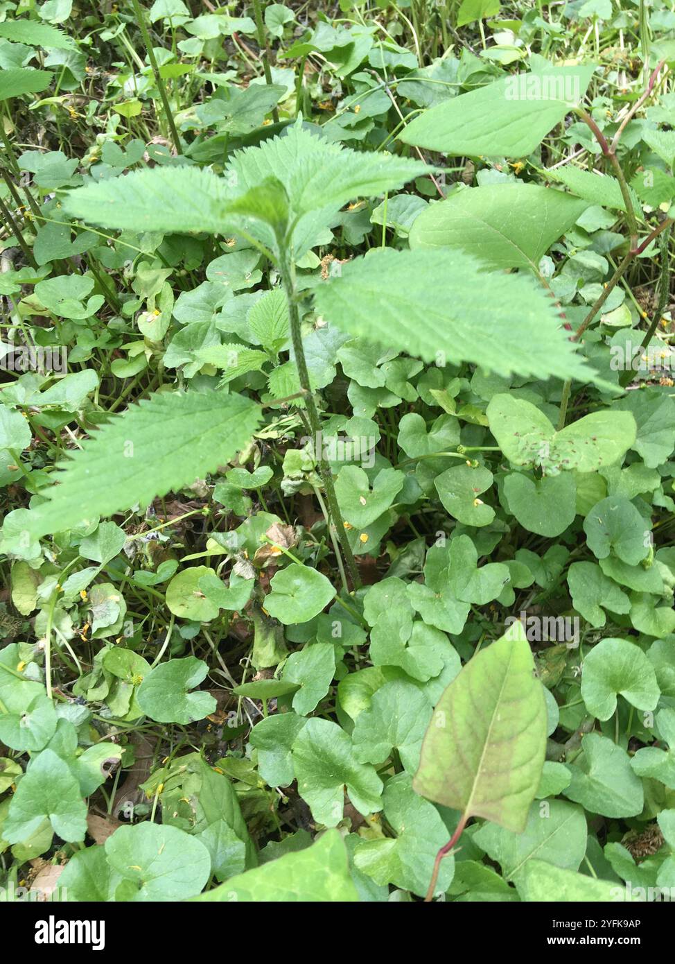 nettle family (Urticaceae Stock Photo - Alamy