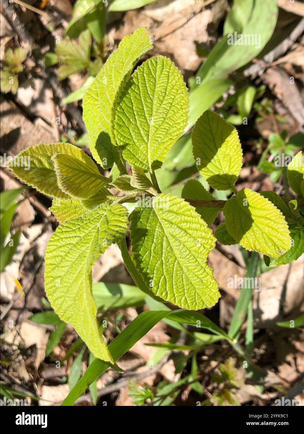 Wayfaring-tree (Viburnum lantana Stock Photo - Alamy